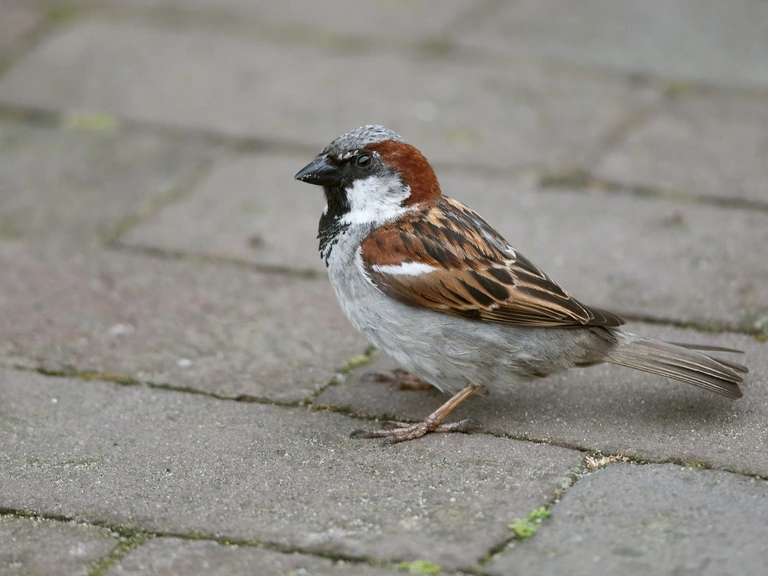 Kamer gaat in tegen plan Keijzer: toch nestkastjes in nieuwbouwhuizen