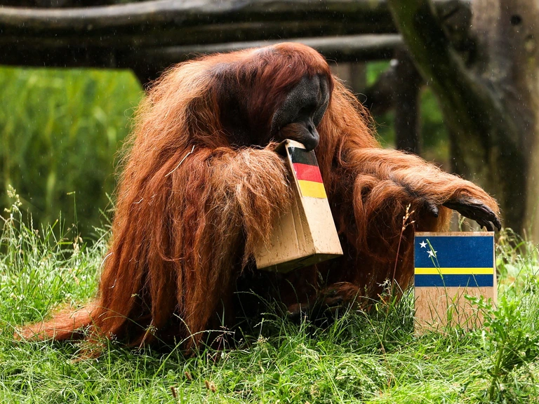 Schotland nipt langs Haïti in eerste WK-duel sinds 1998