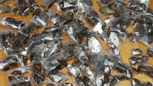 Man met 150 schorpioenen opgepakt op vliegveld van Kaapstad