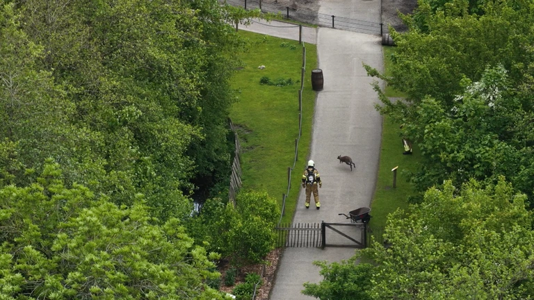 Brand dierenpark Feanwâlden onder controle, loods verloren gegaan