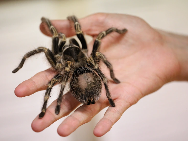 Man met 150 schorpioenen opgepakt op vliegveld van Kaapstad