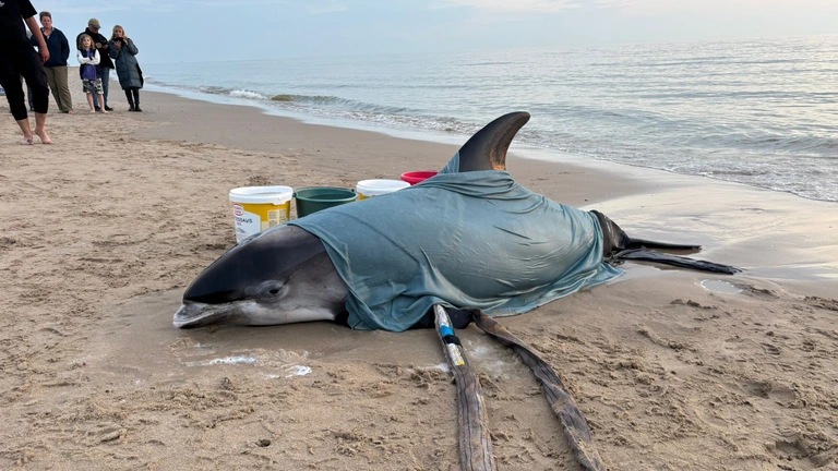 Witsnuitdolfijn levend aangespoeld op strand Egmond aan Zee
