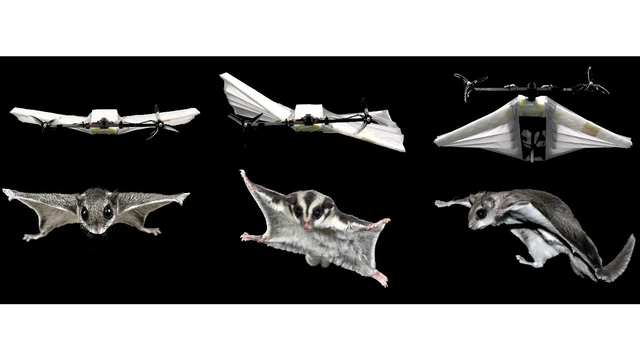 Met vliegende eekhoorn als inspiratie ontwikkelde TU Delft nieuwe drone
